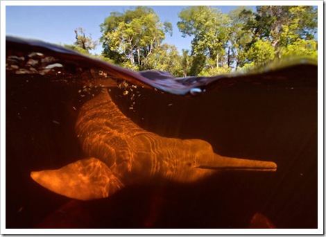 Endangered Freshwater River Dolphins